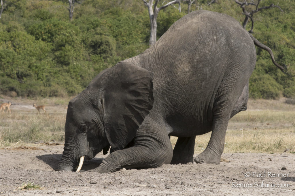 Elephant Photo Gallery - Renner Images