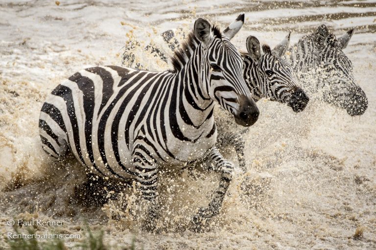 Zebra Photo Gallery - Renner Safaris